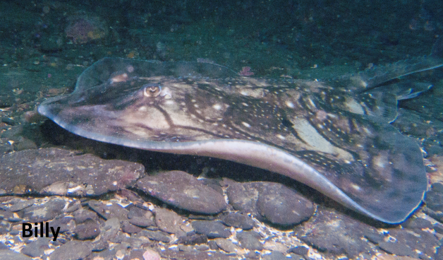 Data Gathering – The Undulate Ray Project