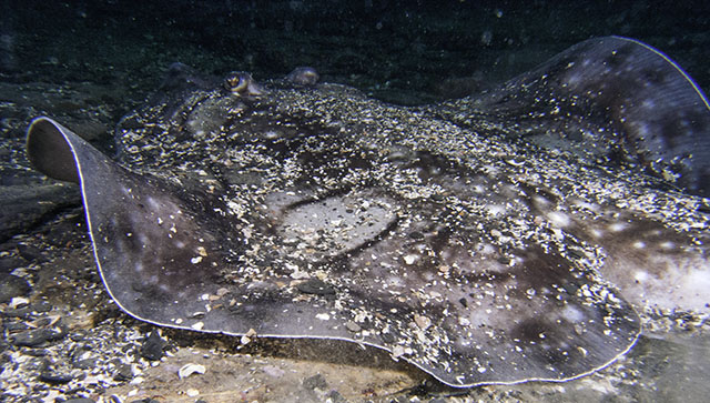 About – The Undulate Ray Project