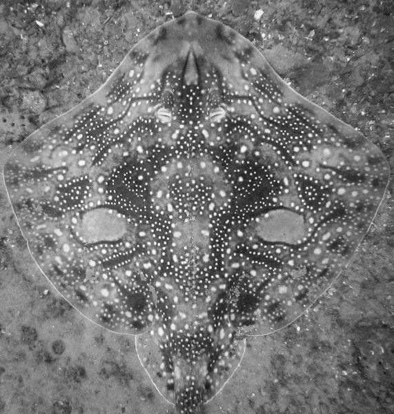 Data Gathering – The Undulate Ray Project