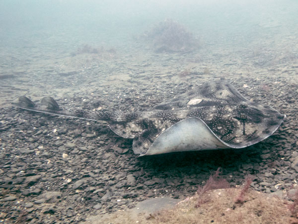 The Undulate Ray Project – The Undulate Ray Project
