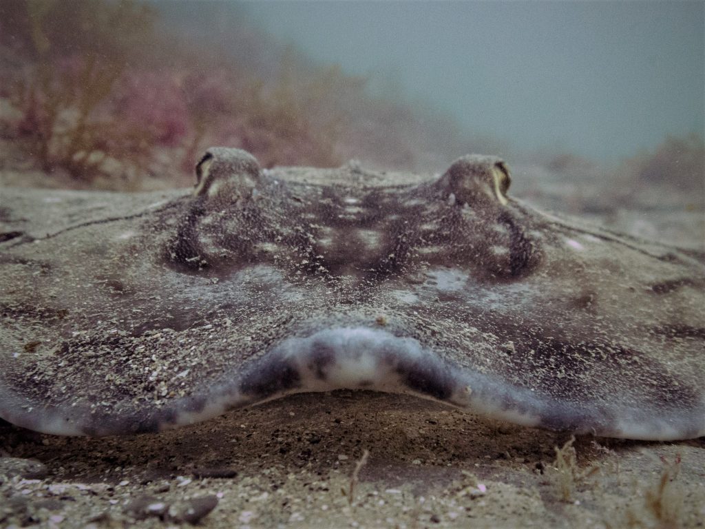 Project Status – The Undulate Ray Project