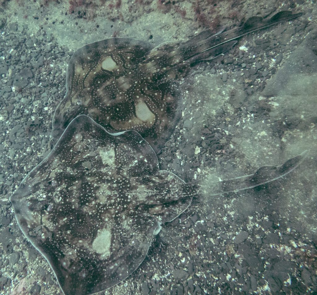 Project Status – The Undulate Ray Project